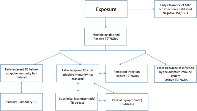 2.8. Evolution of initial infection and host response: Developing a ...